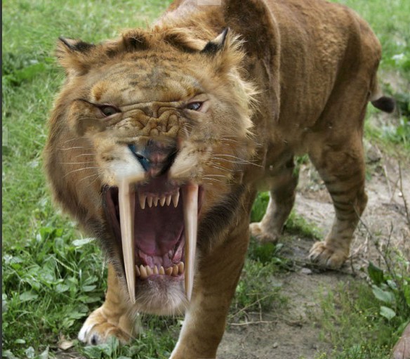 Get To Know The Barbary Lion The Largest Lion Subspecies And 12 Other Get To Know The Barbary Lion The Largest Lion Subspecies And 12 Other